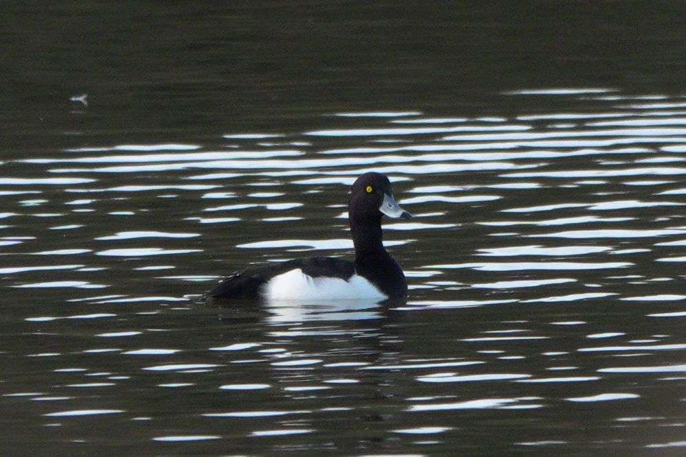 Gallery - Devon Birds
