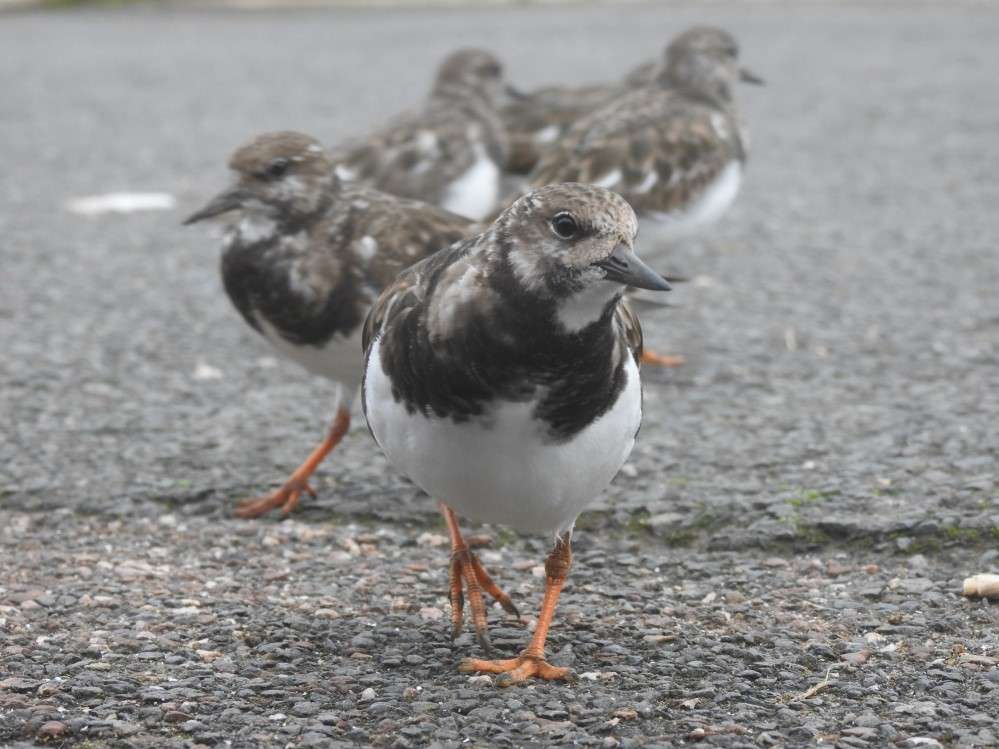 Gallery - Devon Birds