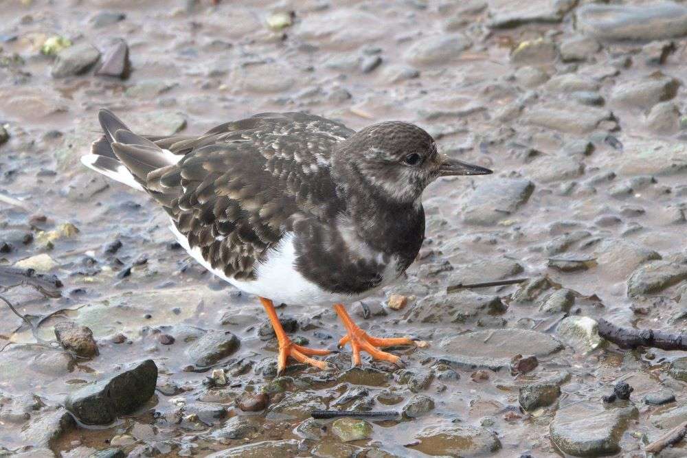 Gallery - Devon Birds