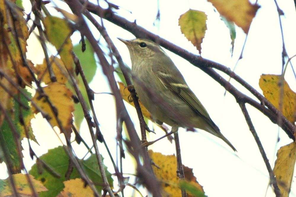 Gallery - Devon Birds