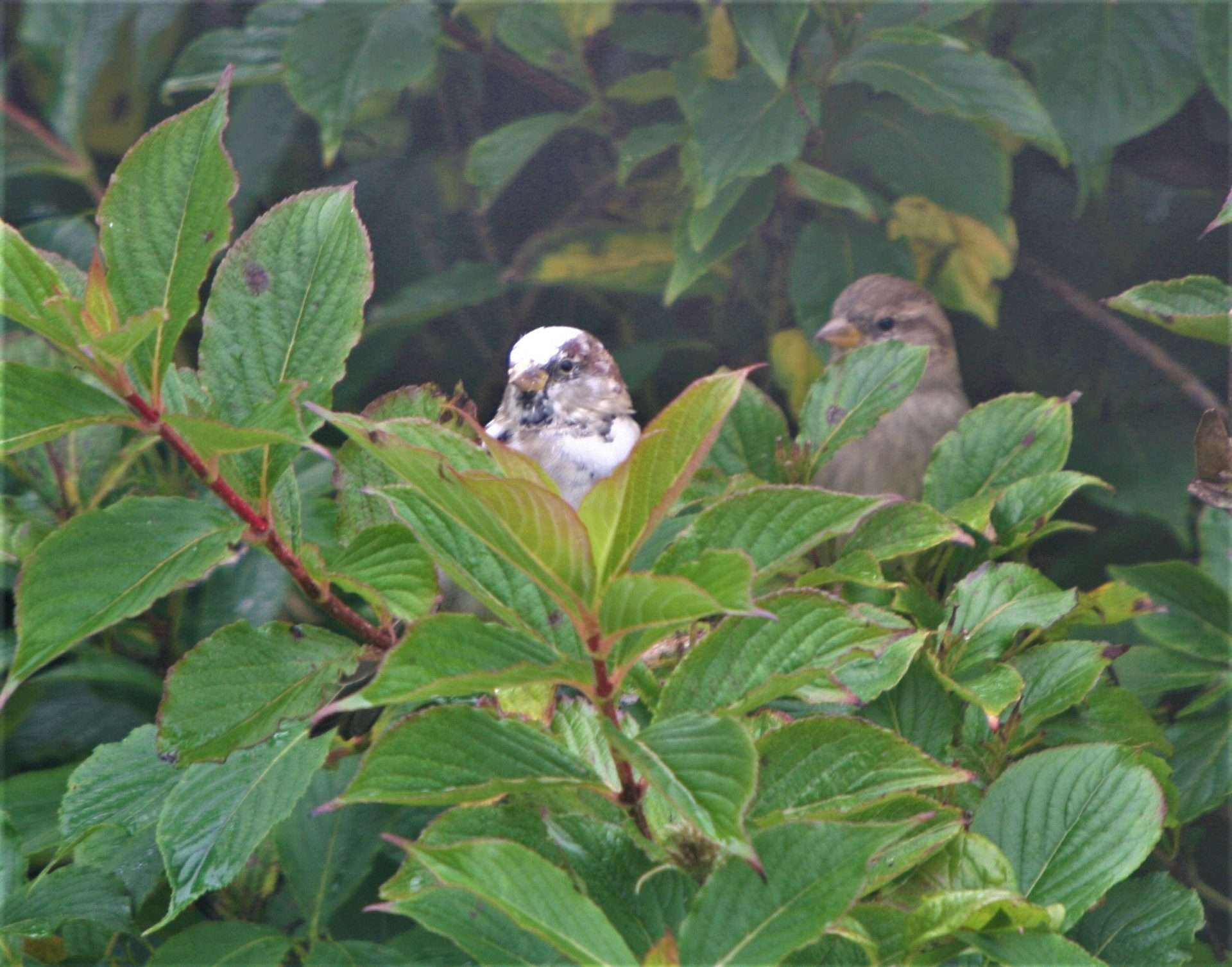 house sparrow at Chittlehampton by stewart beer - Devon Birds