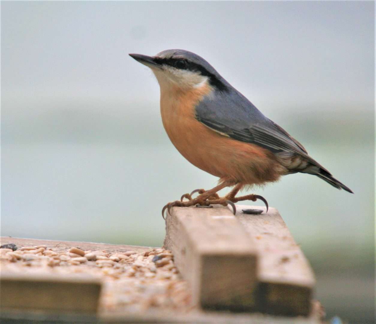 nuthatch at Chittlehampton by stewart beer - Devon Birds