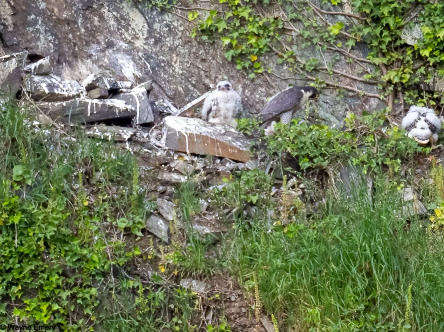 peregrine falcon at Plym Bridge by Wayne Emery - Devon Birds