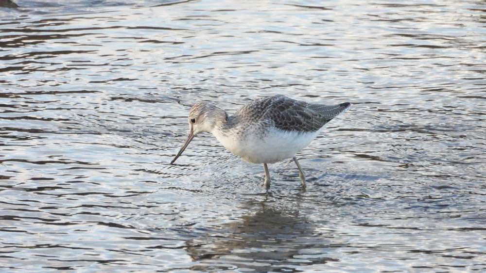 Fremington Pill - Devon Birds