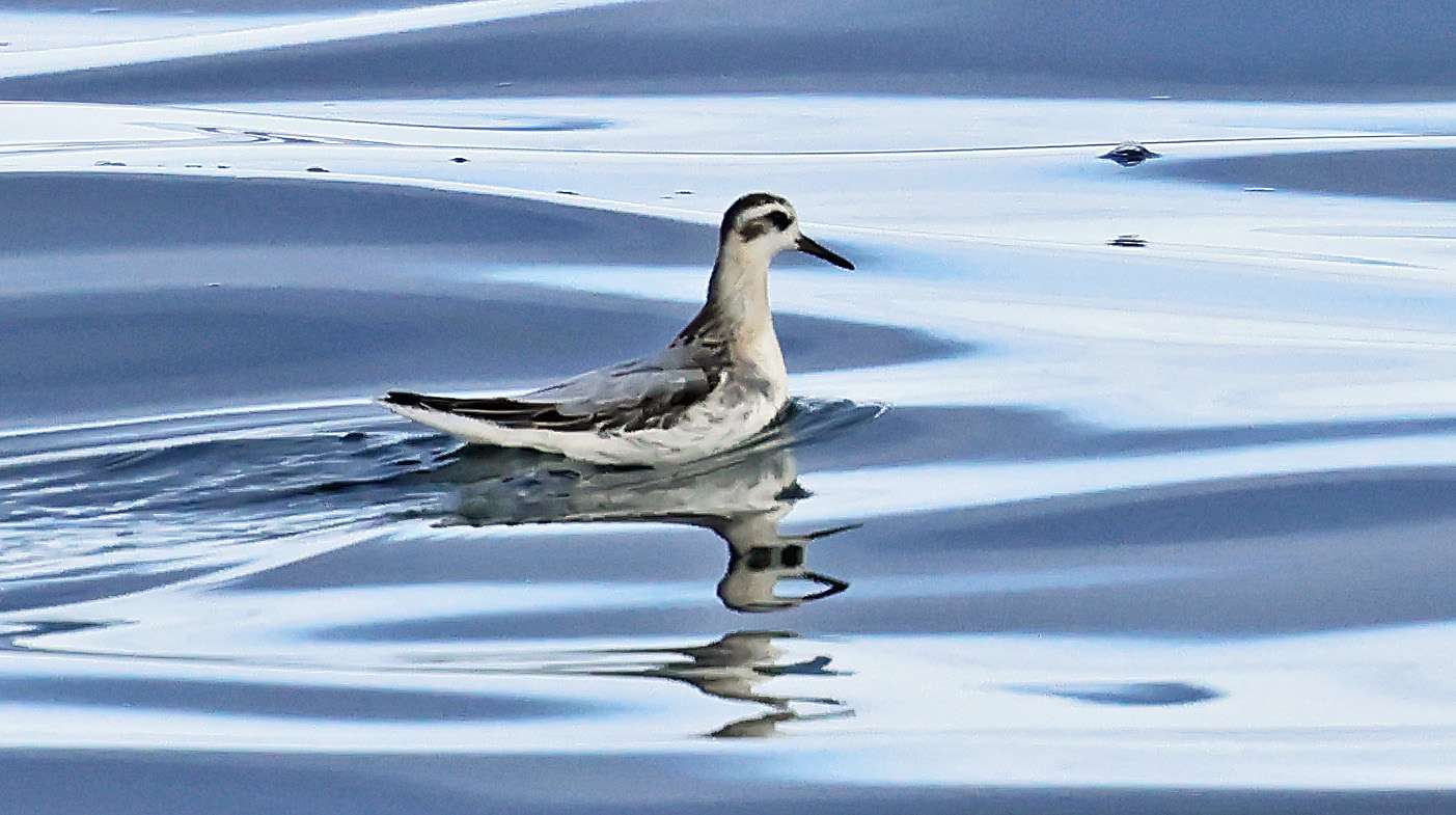Lyme Bay guided pelagic cruise from Brixham 19th Sept - Devon Birds