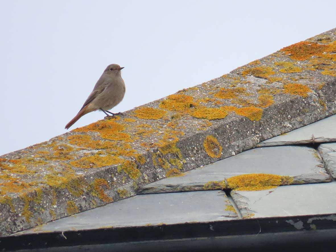 Black Redstarts Start Point - Devon Birds