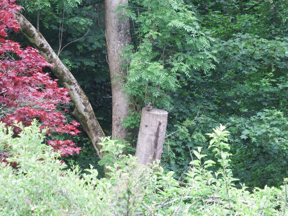 Mandarin Duck. Berrynarbor - Devon Birds