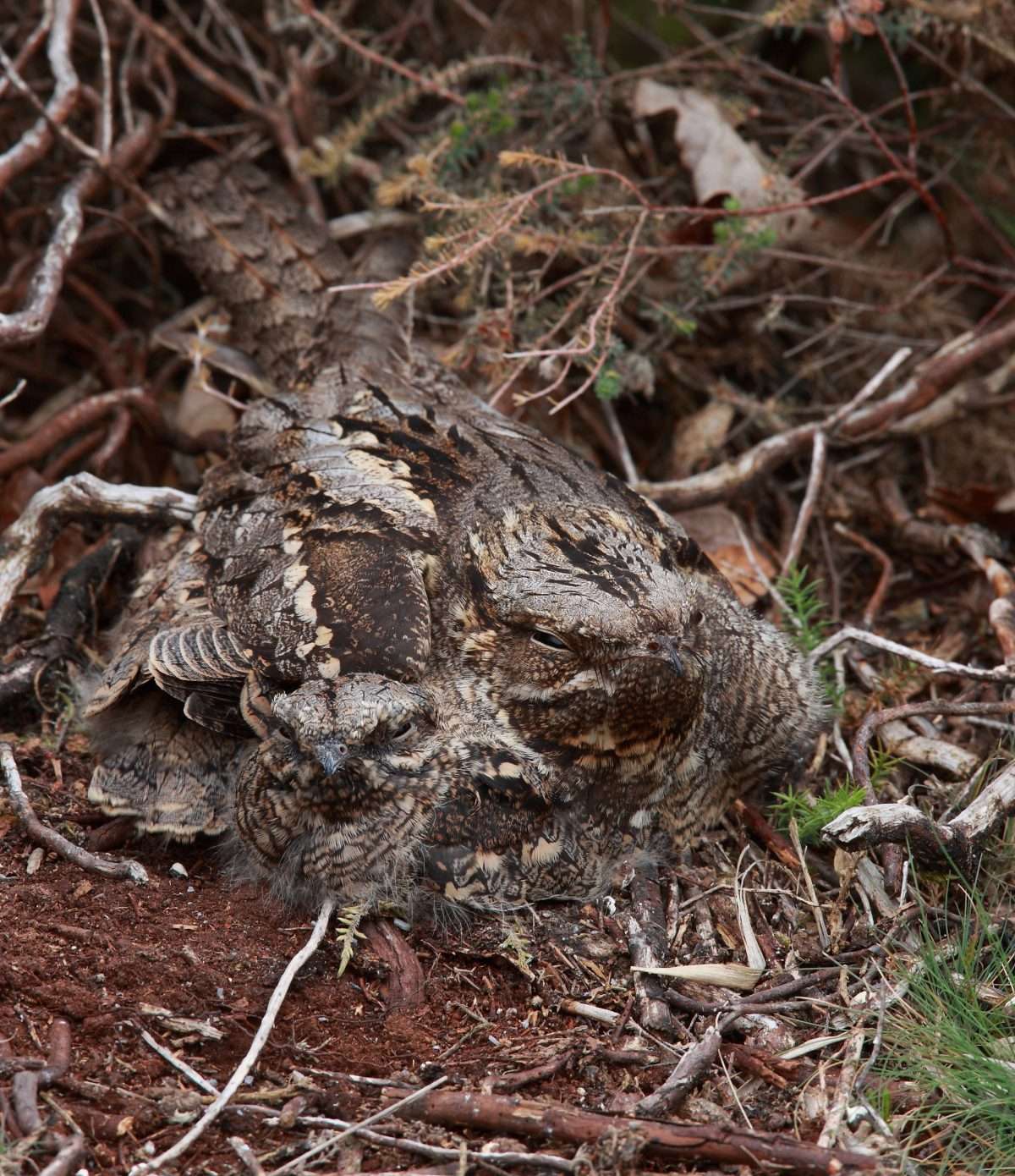 Devon Birds - Events - Devon Birds