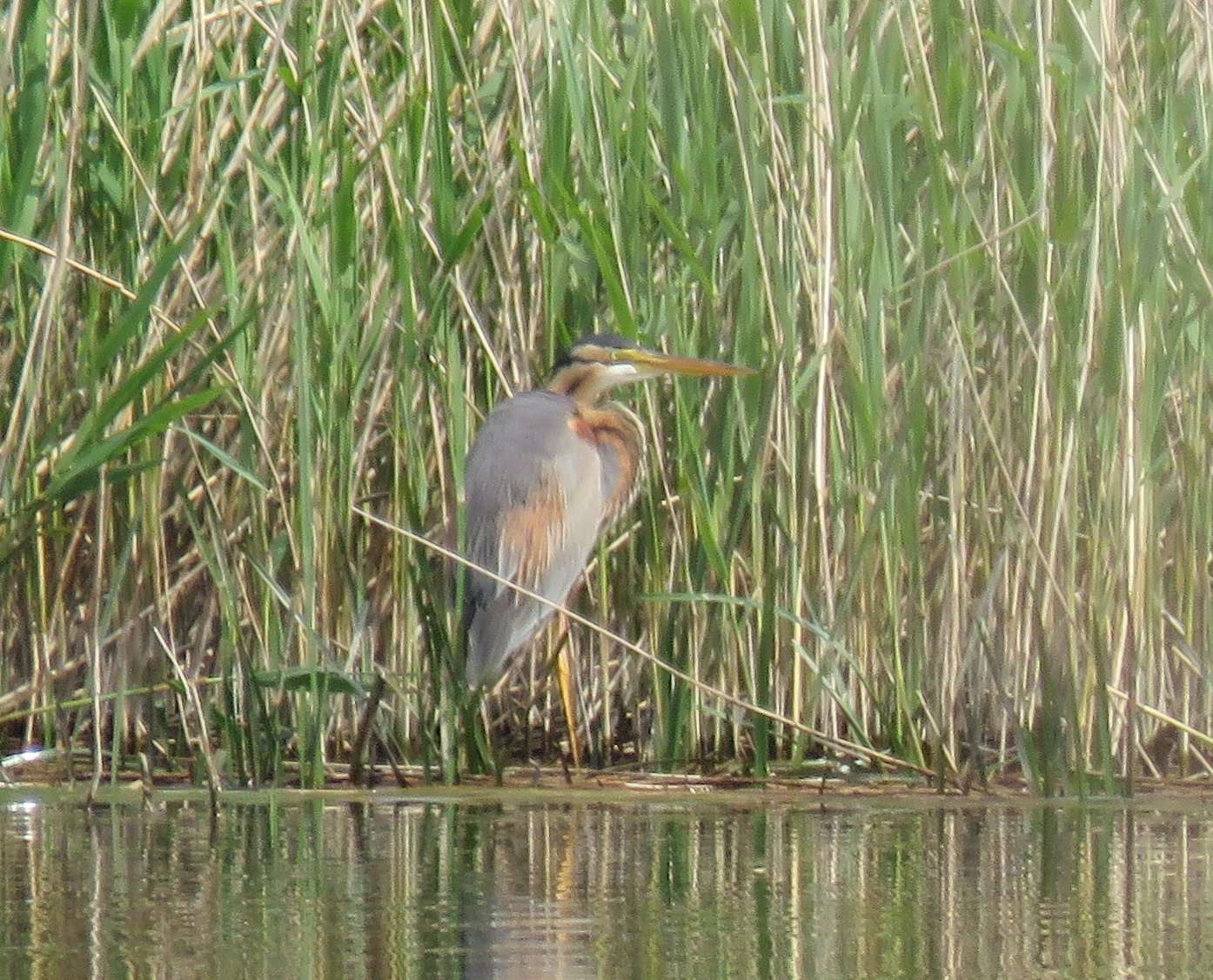 Purple Heron, Beesands - Devon Birds