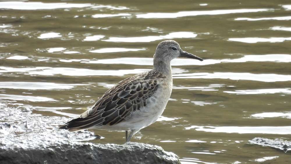 Fremington Pill - Devon Birds