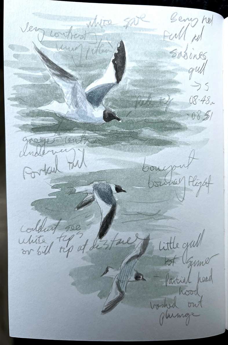 Bird Sightings - Devon Birds
