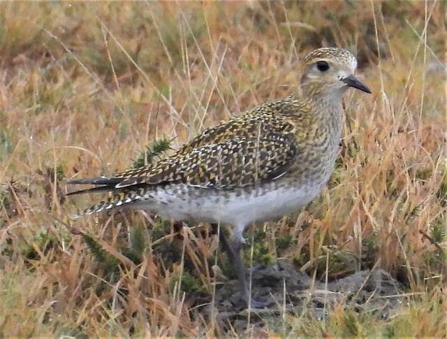 Crownhill Down - Devon Birds