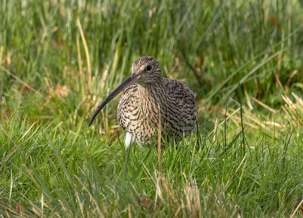 Exminster Marsh this afternoon - Devon Birds