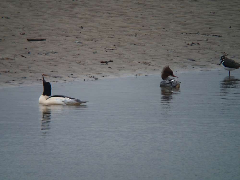 North side of Taw Estuary - Devon Birds