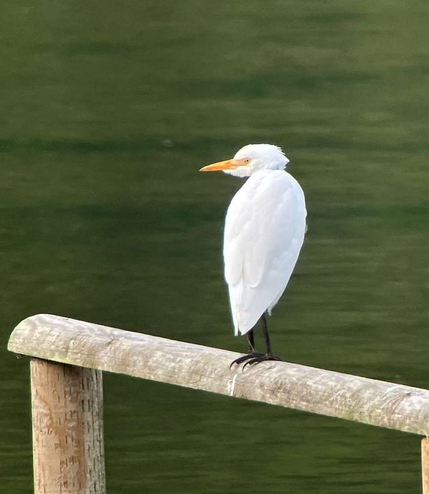Plym Estuary & Saltram - Devon Birds