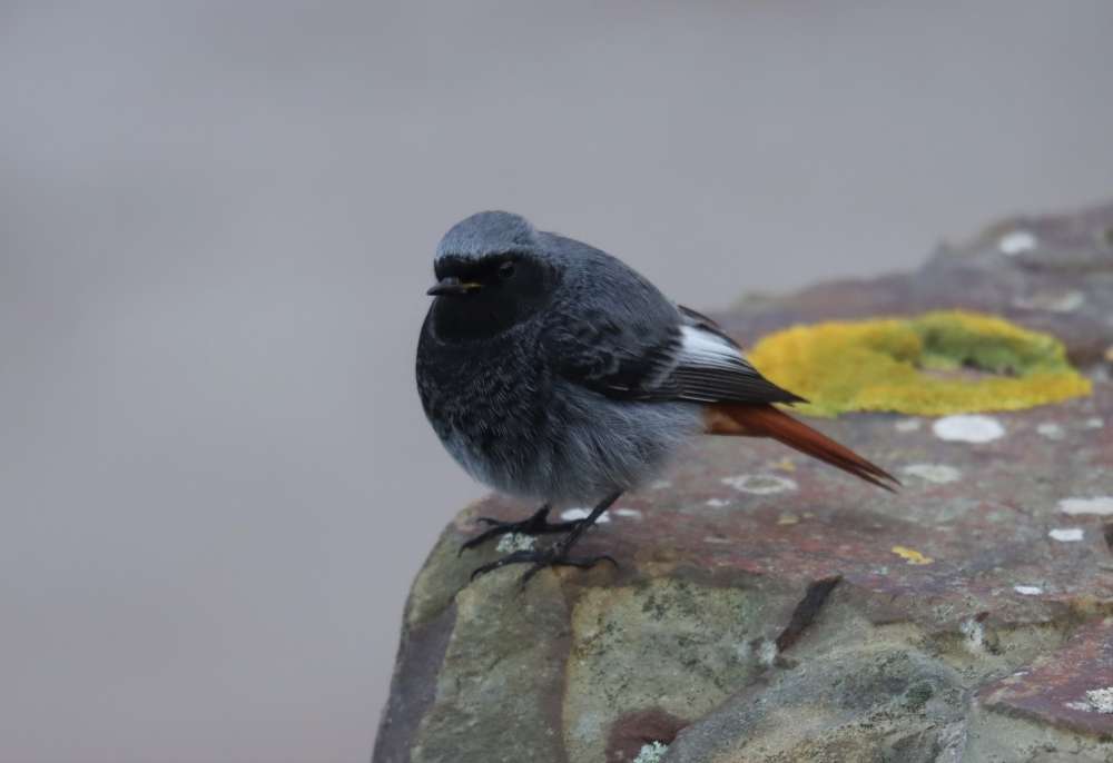 Skern Northam - Devon Birds