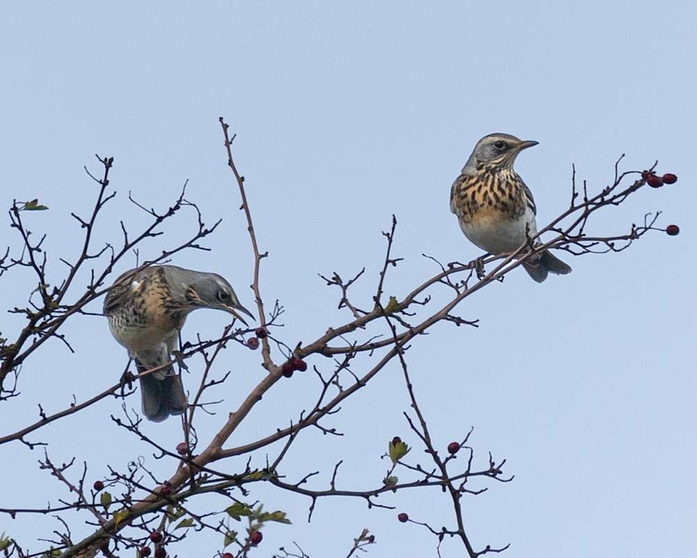 Tiverton - Devon Birds