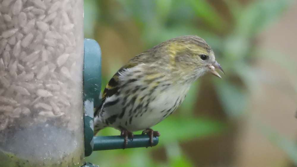 Siskins at Bickington - Devon Birds