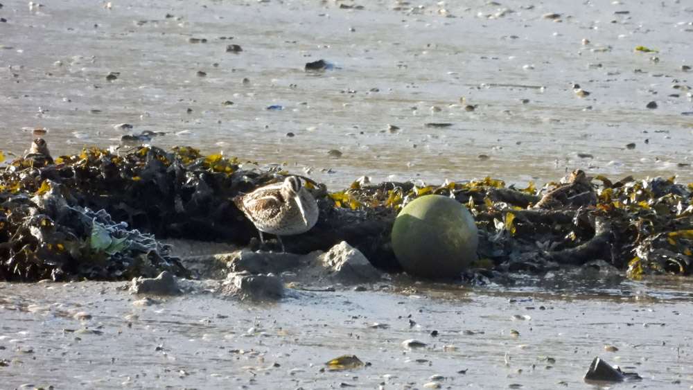 Fremington Pill - Devon Birds