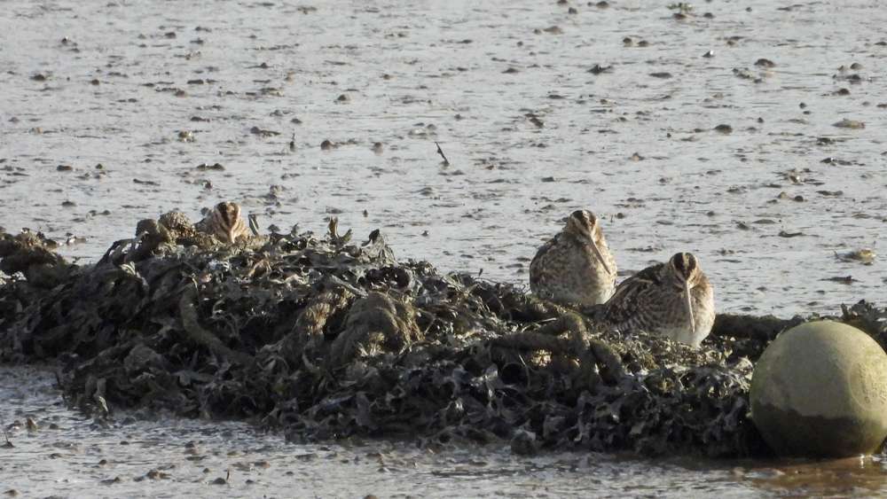 Fremington Pill - Devon Birds