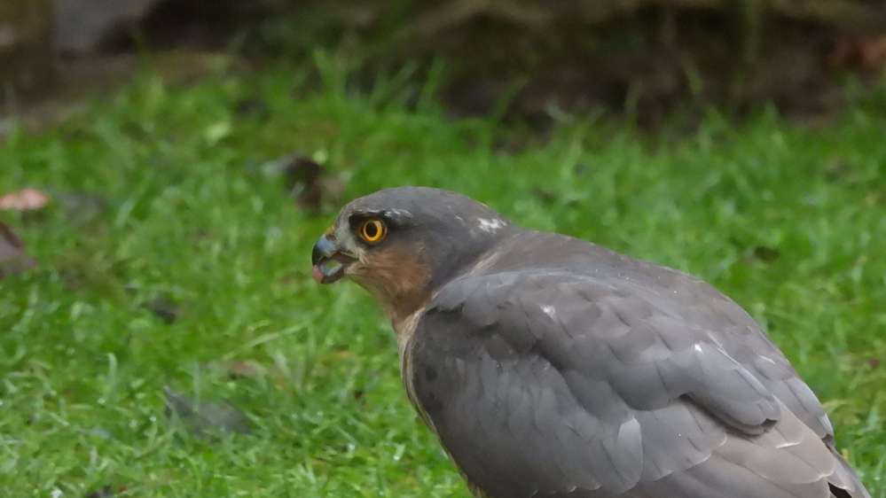 Sparrowhawk Bickington - Devon Birds