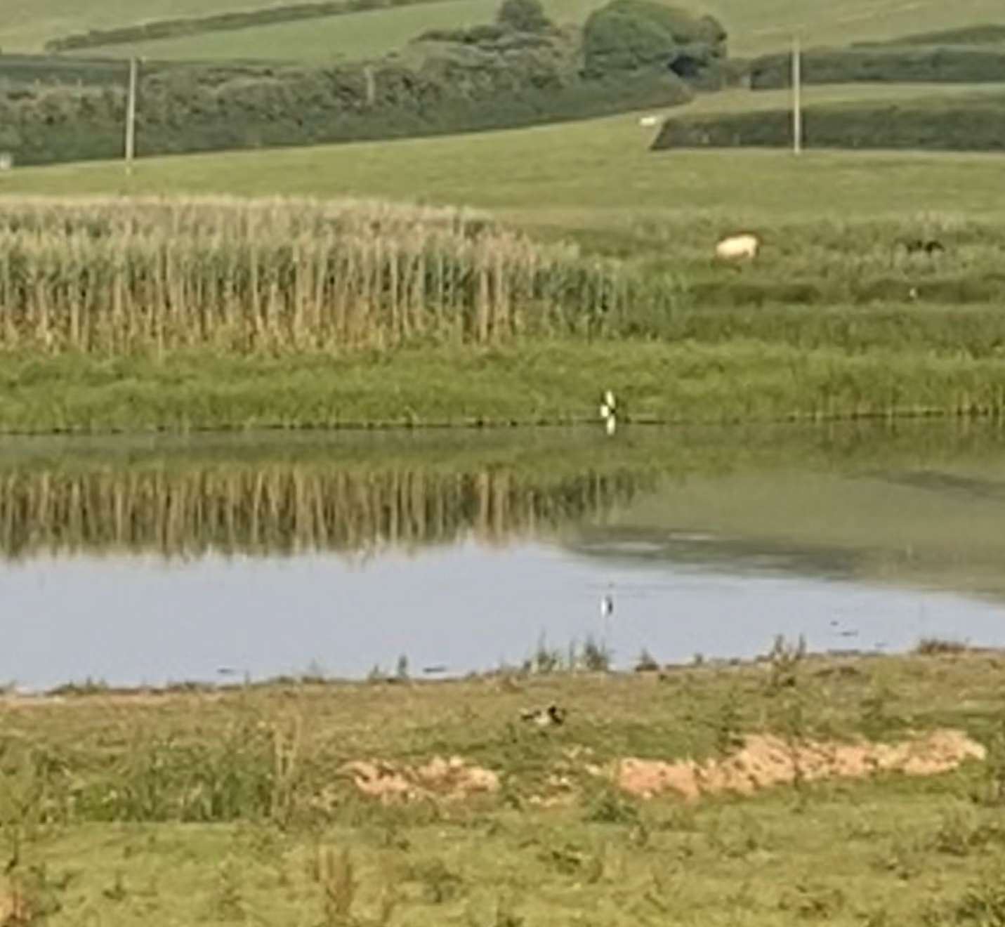 South Milton WWB Tern - Devon Birds
