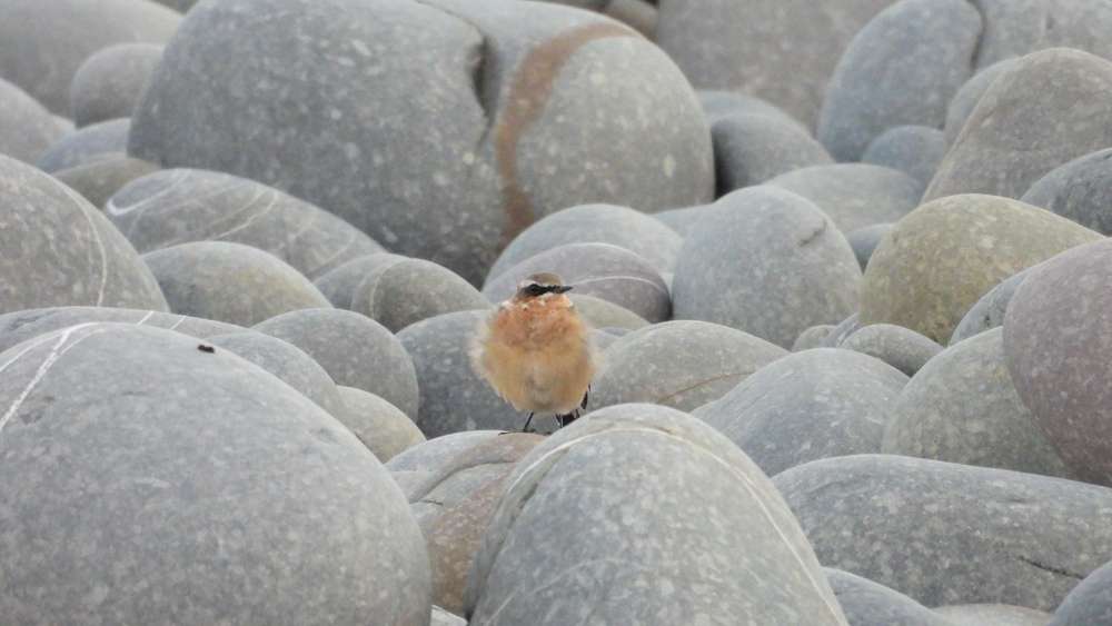 The Skern - Devon Birds