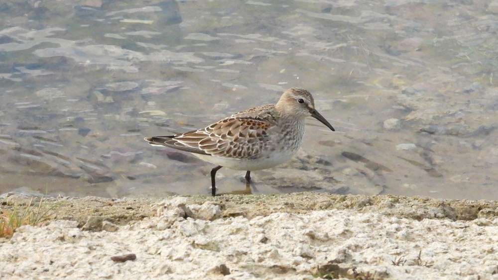 White-rumped Sandpiper Northam Burrows - Devon Birds