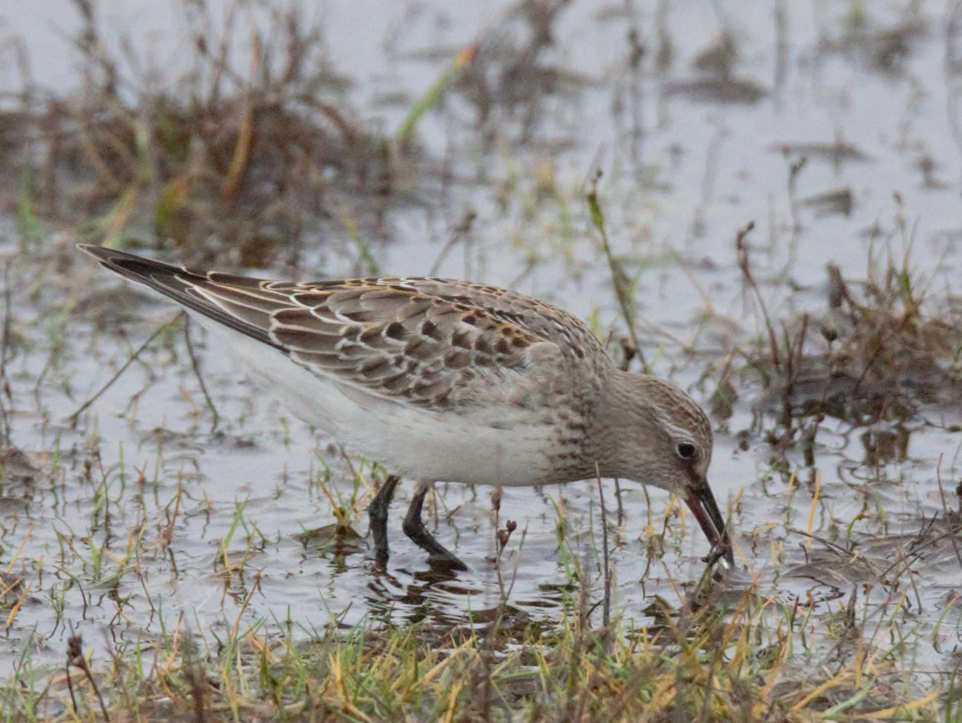 White-rumped sandpiper Northam burrows - Devon Birds