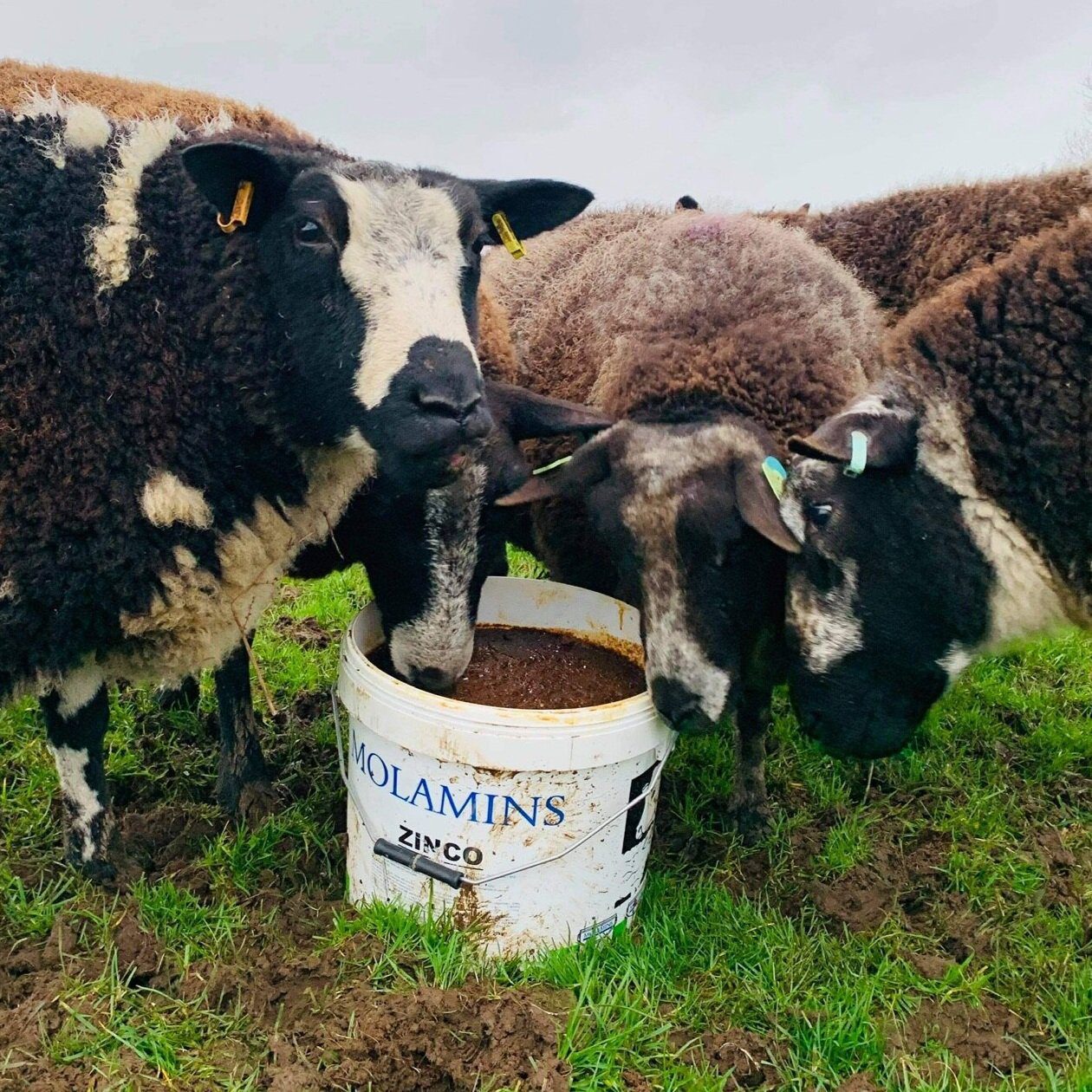 Dallas Keith Hi Mag Molamin - Martin Pears Engineering » Martin Pears ...