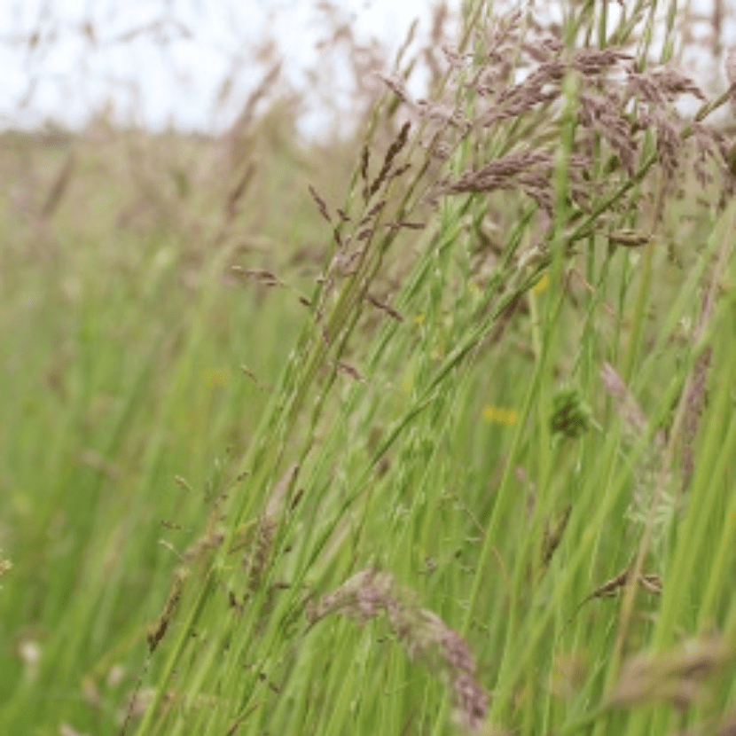 Devon Haylage Native Grass and Herb Mix - Martin Pears Engineering ...