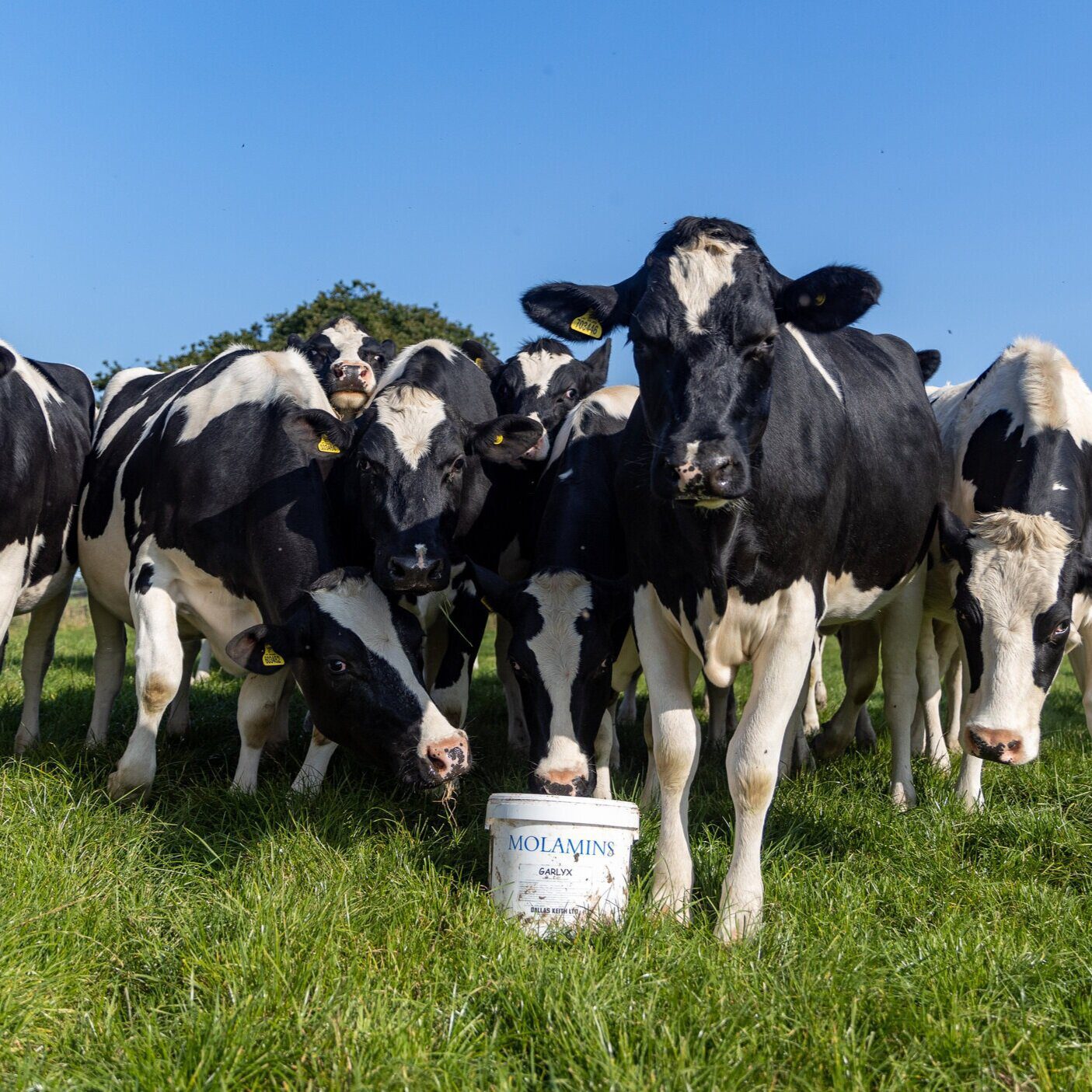 Dallas Keith Garlyx Molamin - Martin Pears Engineering » Martin Pears ...