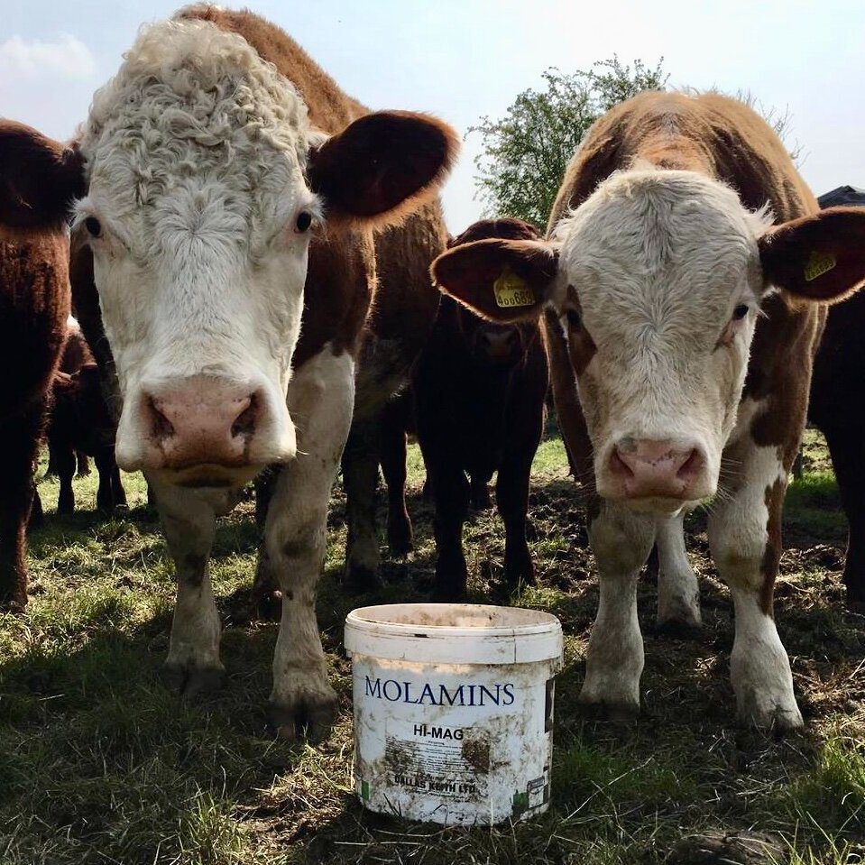 Dallas Keith Garlyx Molamin - Martin Pears Engineering » Martin Pears ...