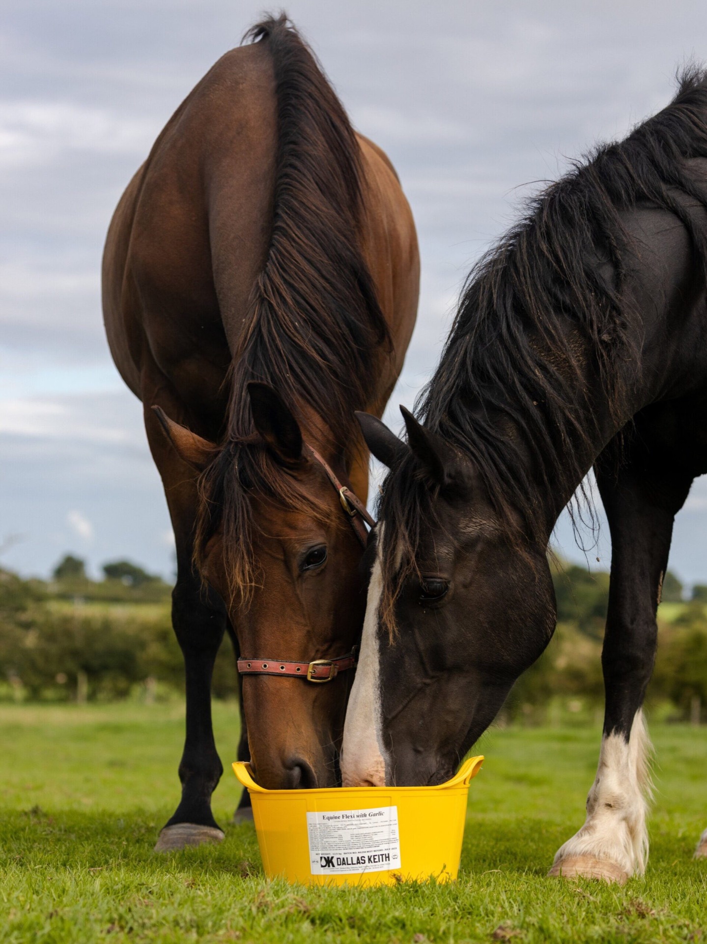 Dallas Keith Equine Menthol Flexi Tub - Martin Pears Engineering ...