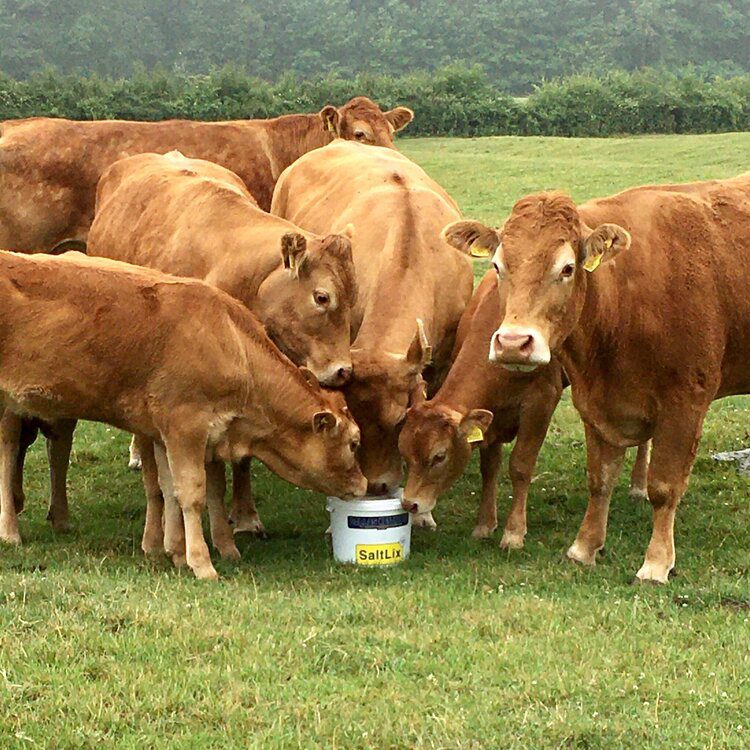 Dallas Keith Hi-Zinc SaltLix - Martin Pears Engineering » Martin Pears ...