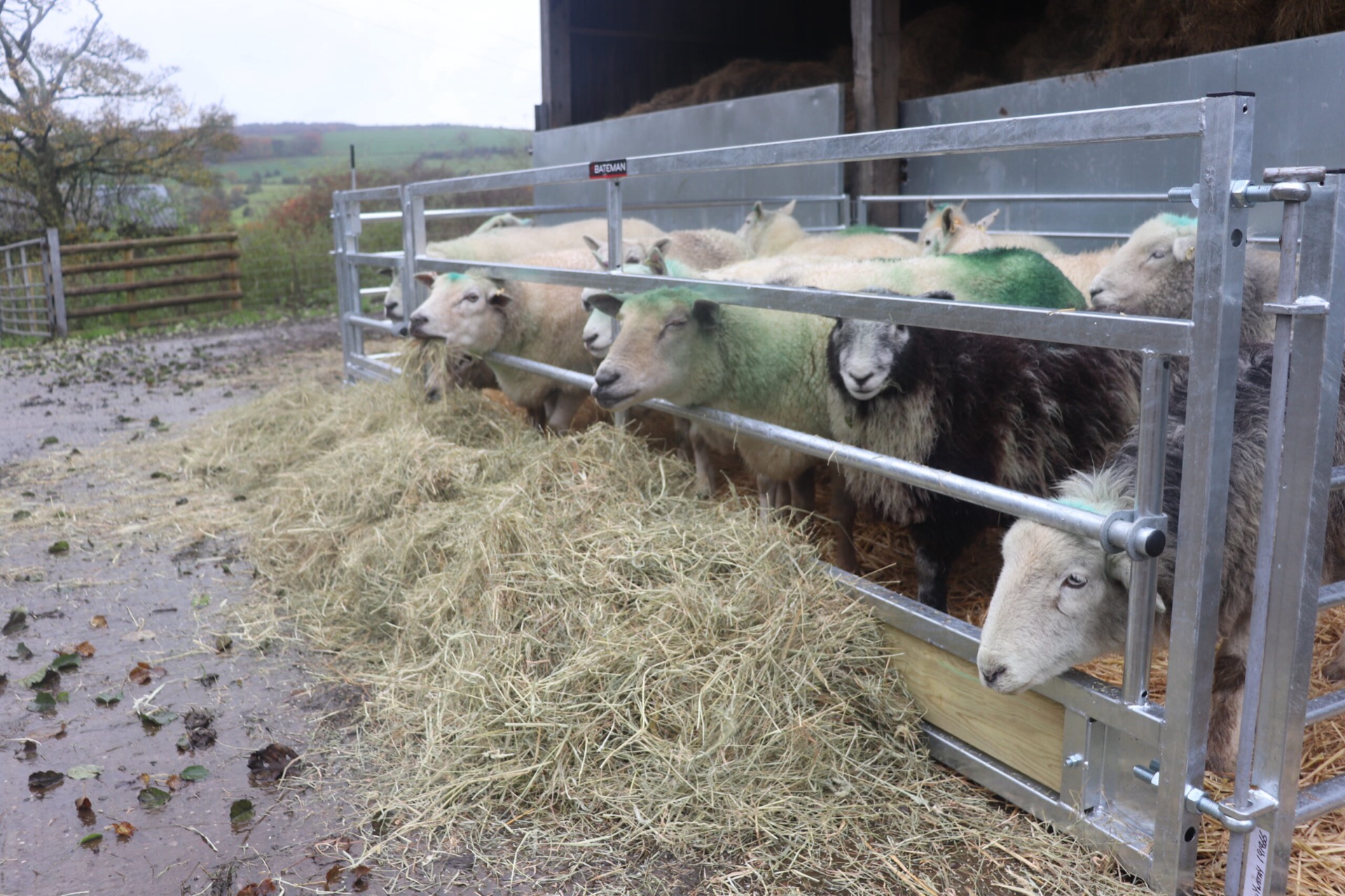 Bateman Sheep Feeding - Martin Pears Engineering » Martin Pears Engineering
