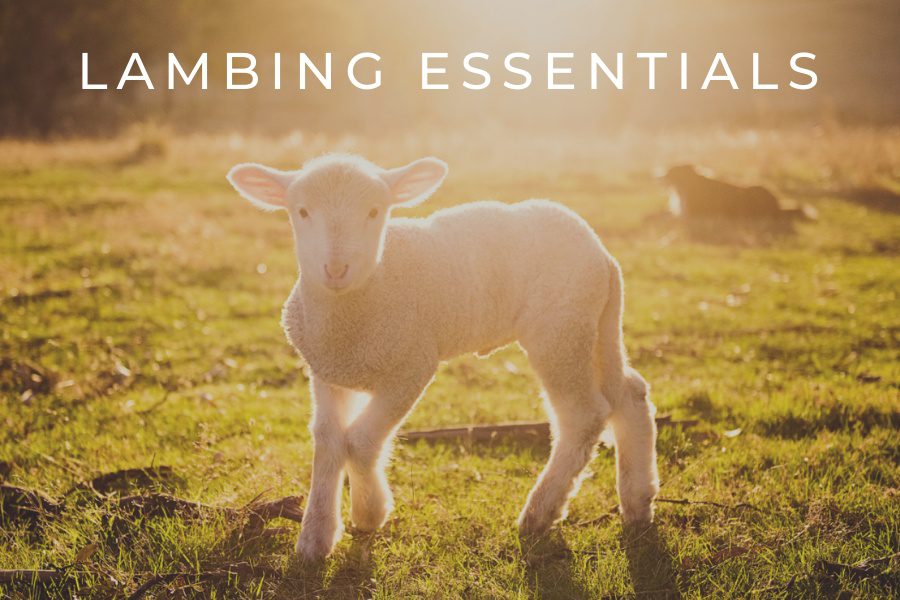 Lambing Essentials - Martin Pears Engineering » Martin Pears Engineering