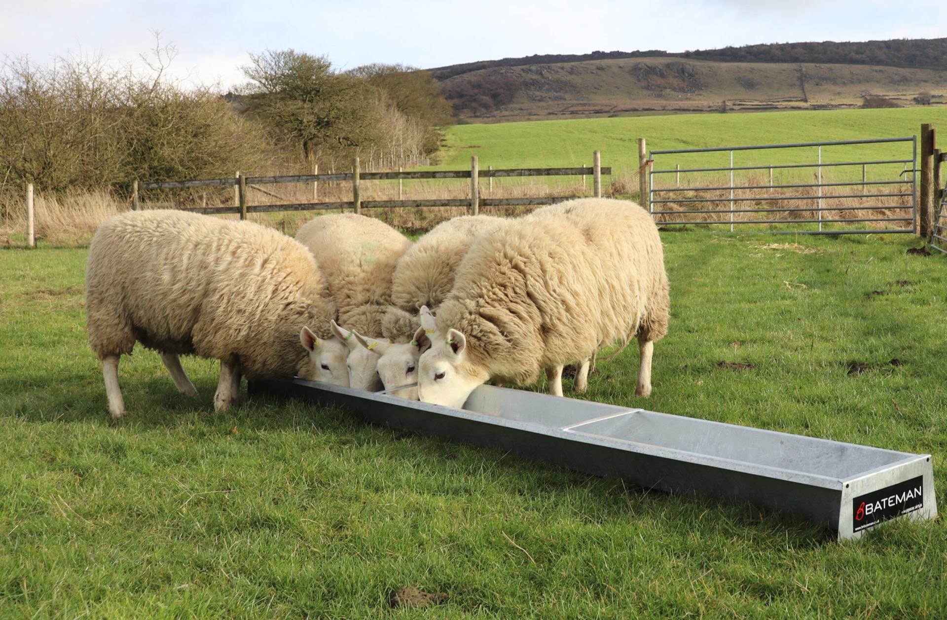 Bateman Sheep Feeding - Martin Pears Engineering » Martin Pears Engineering