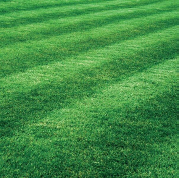 All-Purpose Amenity/Heavy Duty Grass Seed Mix - Martin Pears ...